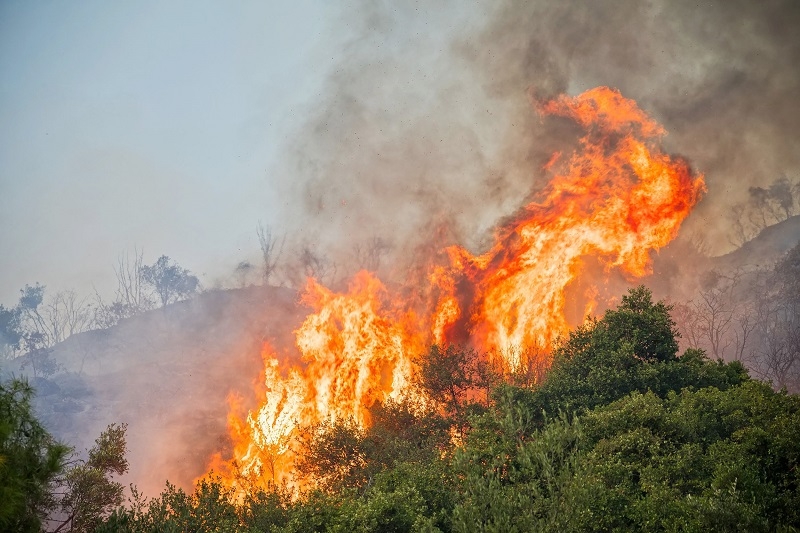 Experto De La Ucm Y Los Incendios Forestales “en Chile El 99 7 Tiene